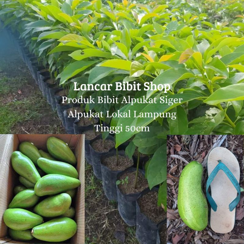 Jual Bibit Alpukat Siger Sibatu 50cm | Shopee Indonesia