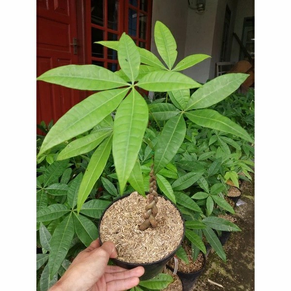 Jual pacira kepang pohon uang tanaman hias | Shopee Indonesia