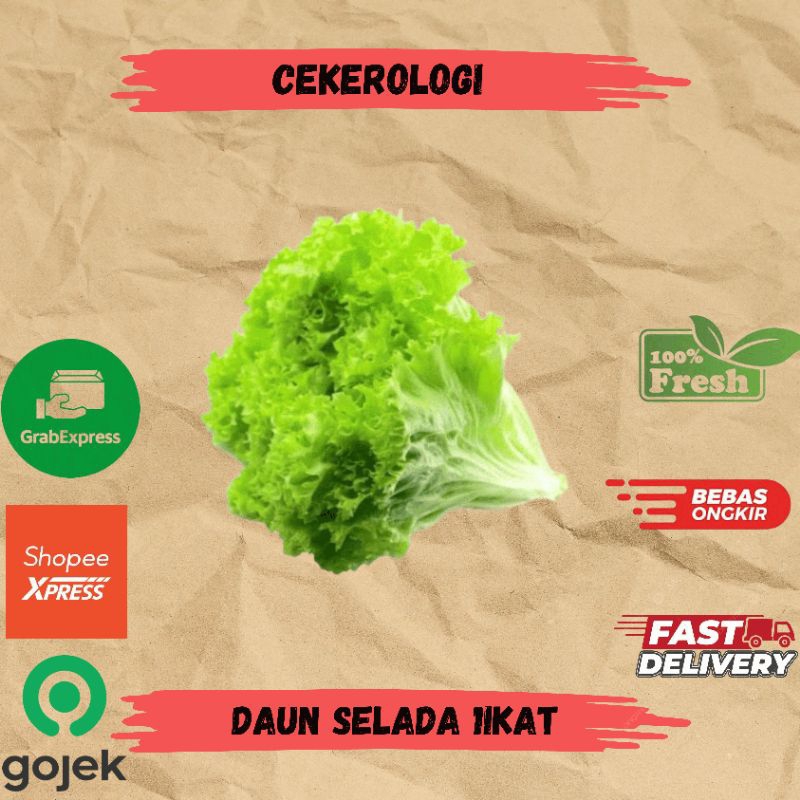 Jual Daun Selada 1ikat / Daun Selada / Slada / Daun Selada Fresh ...