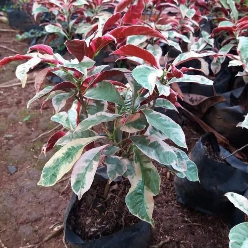 Jual PROMO!! Tanaman Hias Sambang Dara Tanaman Sambang Dara Tanaman ...