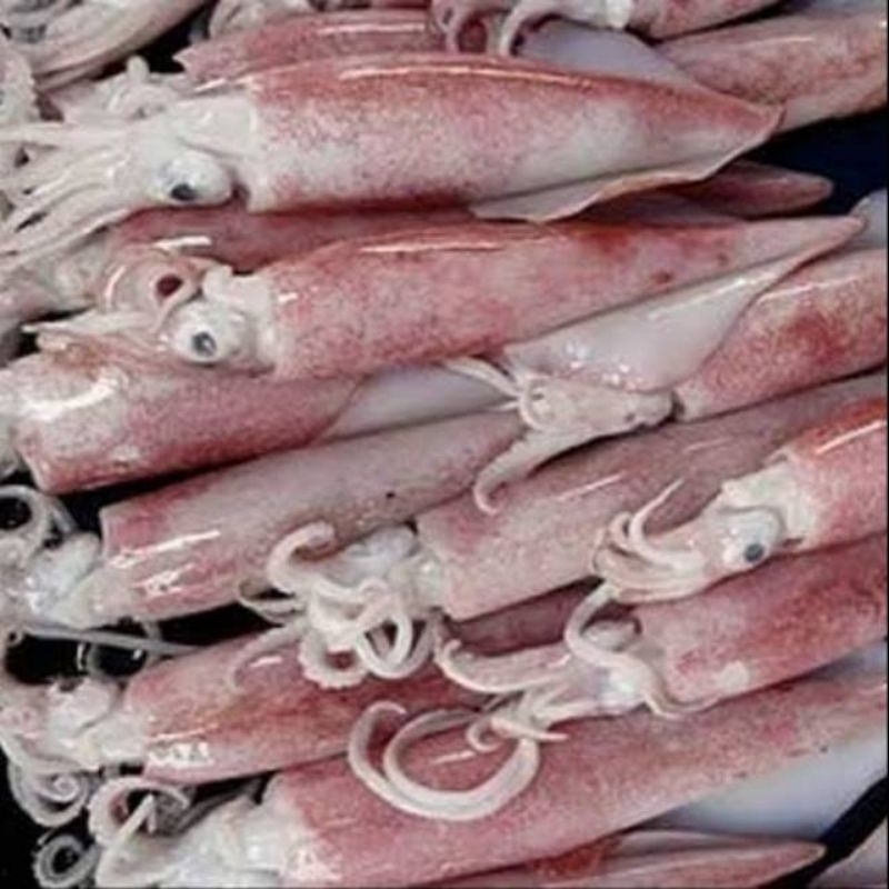 Jual cumi laut 500gr | Shopee Indonesia