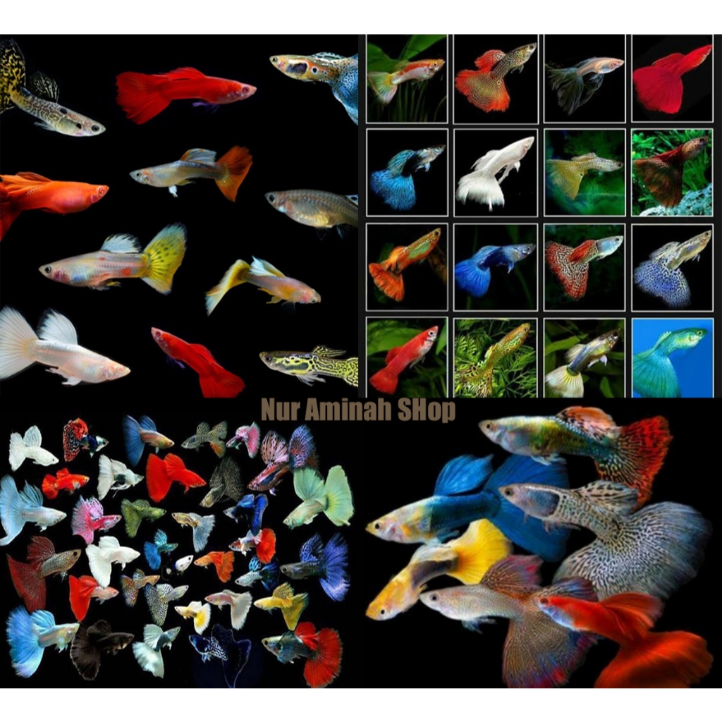 Jual ikan guppy ikan hias aquascape aquarium guppy warna warni dekorasi akuarium | Shopee Indonesia