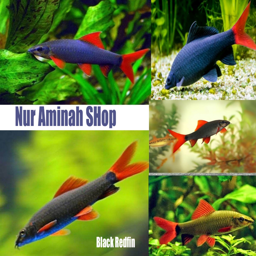 Jual ikan hias red fin shak ikan dasar makan lumut aquascape fish ikan ...
