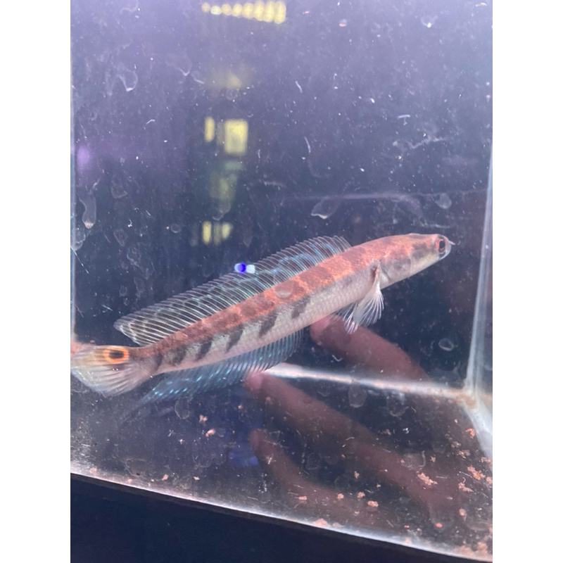 Jual maru batik / yellow sentarum | Shopee Indonesia