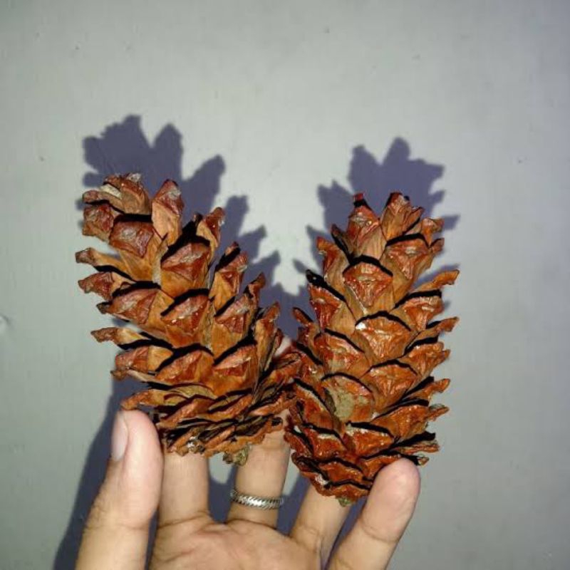 Jual buah pinus/bunga pinus | Shopee Indonesia