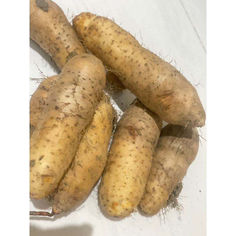 Jual umbi gembili 1 kg fresh | Shopee Indonesia