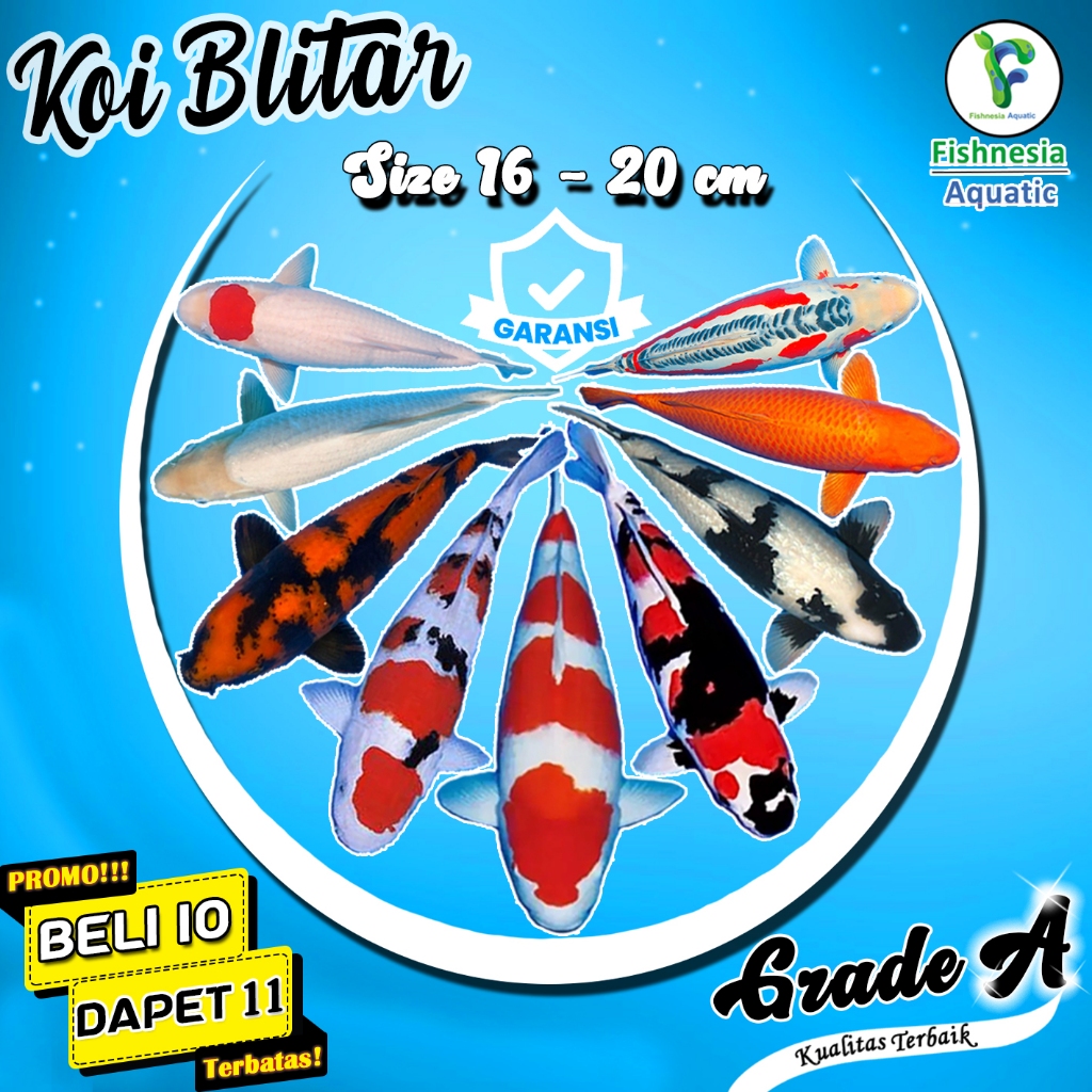 Jual Ikan Koi Blitar Grade A Size XL 16-20 Cm / Koi Berkualitas Warna ...