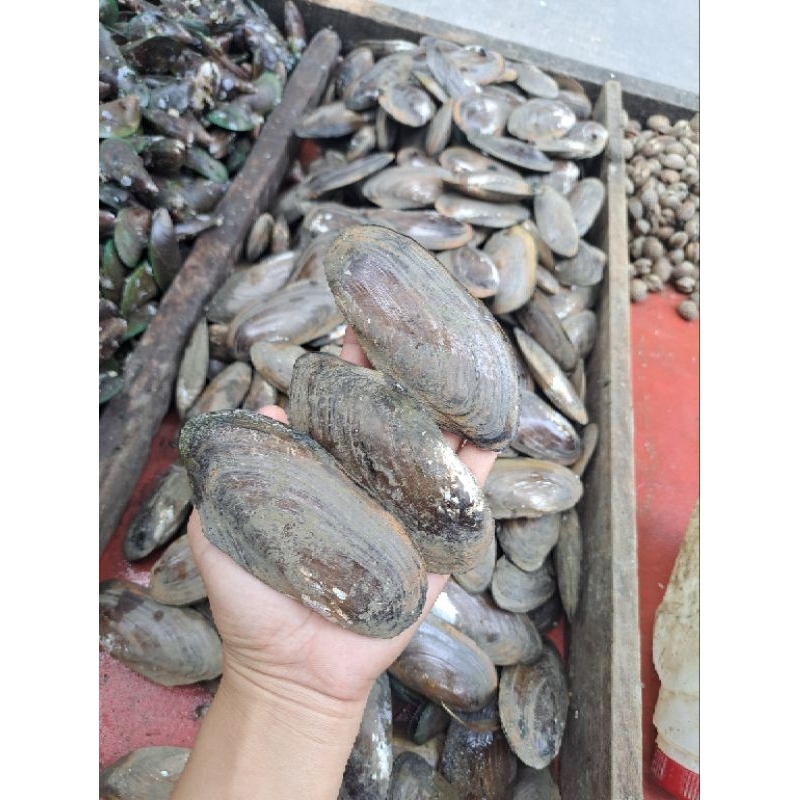 Jual KIJING HIDUP 1KG | Shopee Indonesia