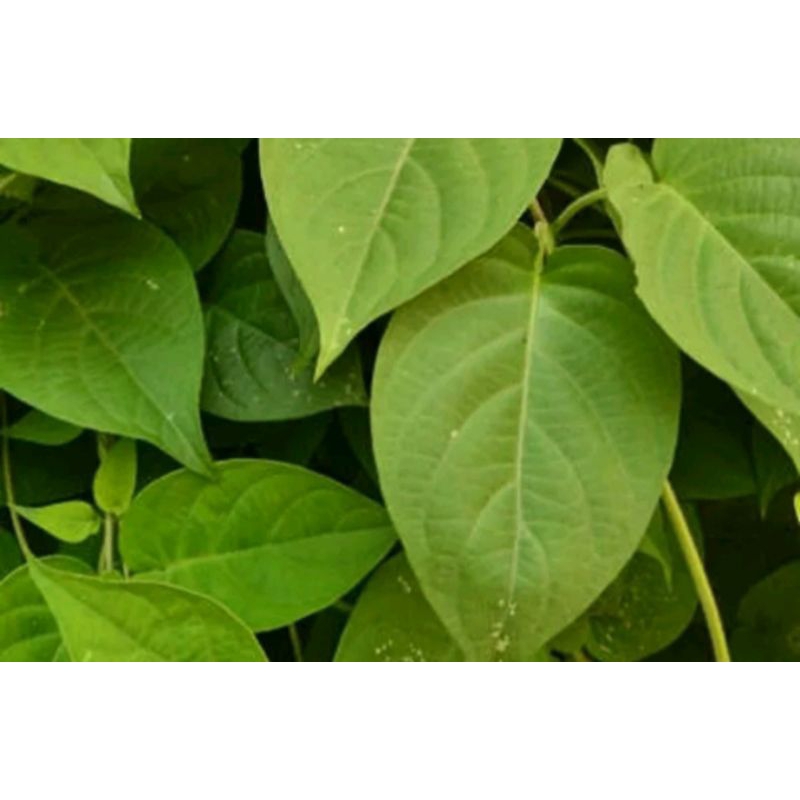 Jual daun simbukan/kentut(daun saja) 100 lembar. | Shopee Indonesia