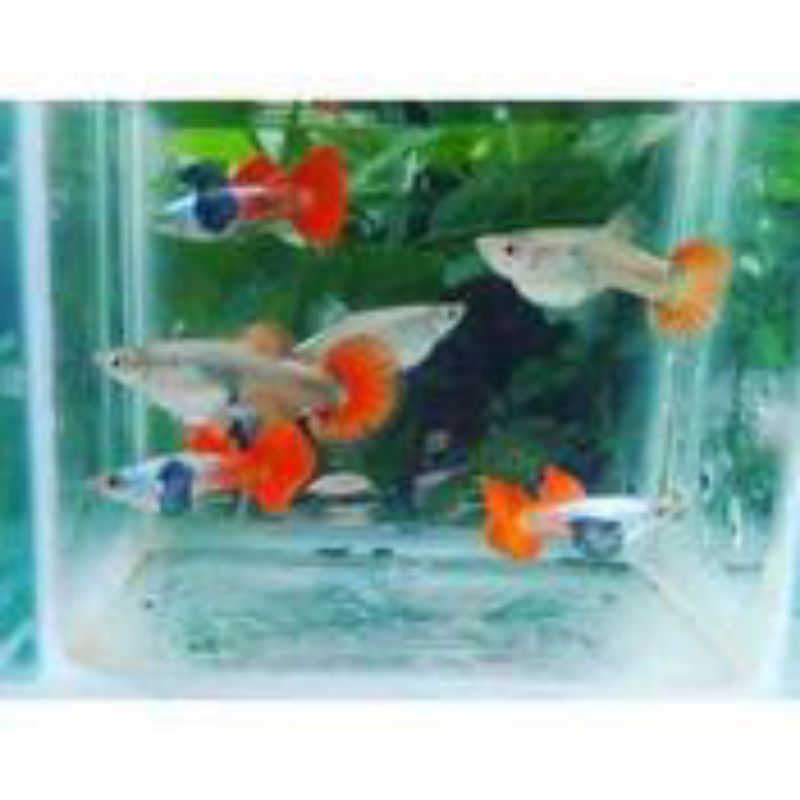 Jual ikan guppy betina random | Shopee Indonesia
