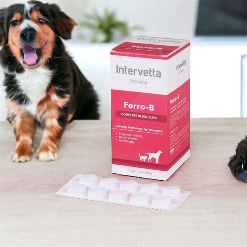 Jual Intervetta Dr. Choice Ferro B Suplemen Penambah Darah / Anemia Kucing Anjing (1 Blister 10 ...