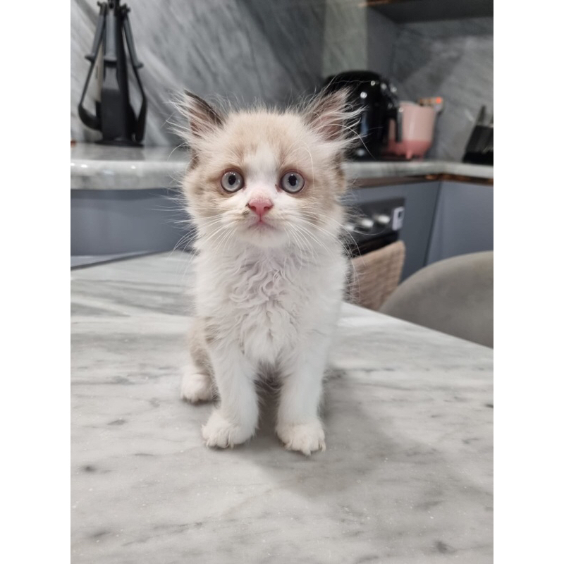 Jual jantan ragdoll boneka hidup | Shopee Indonesia