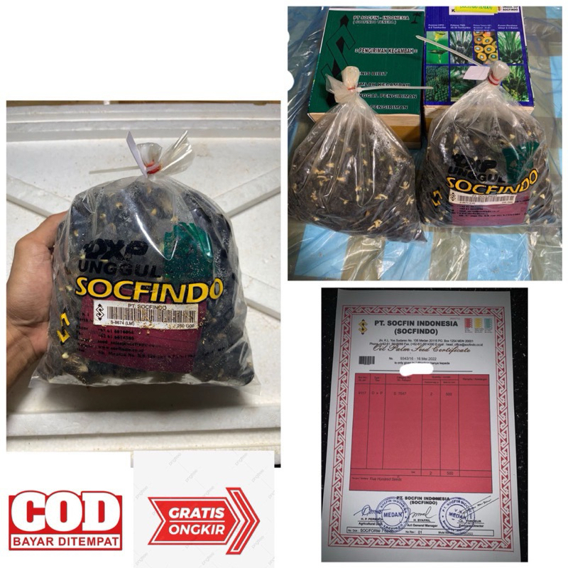 Jual bibit sawit Socfindo 250 butir (bersertifikat) | Shopee Indonesia