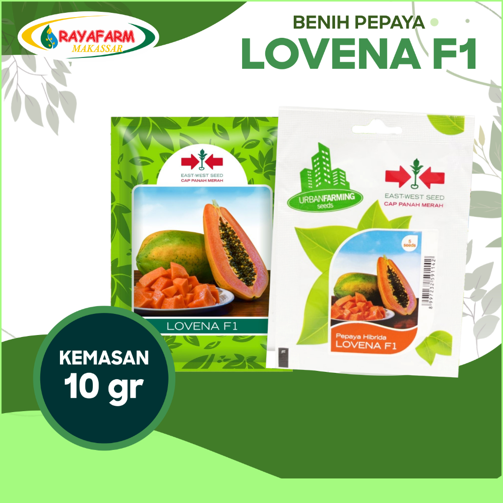 Jual Benih Bibit Pepaya Hibrida Lovena F1 5 Butir - Panah Merah ...