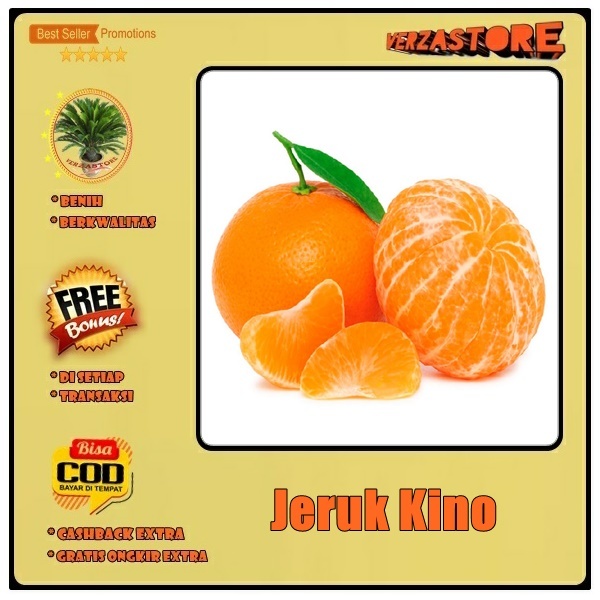 Jual Biji Benih Buah Jeruk KINO Unggul /10 biji | Shopee Indonesia