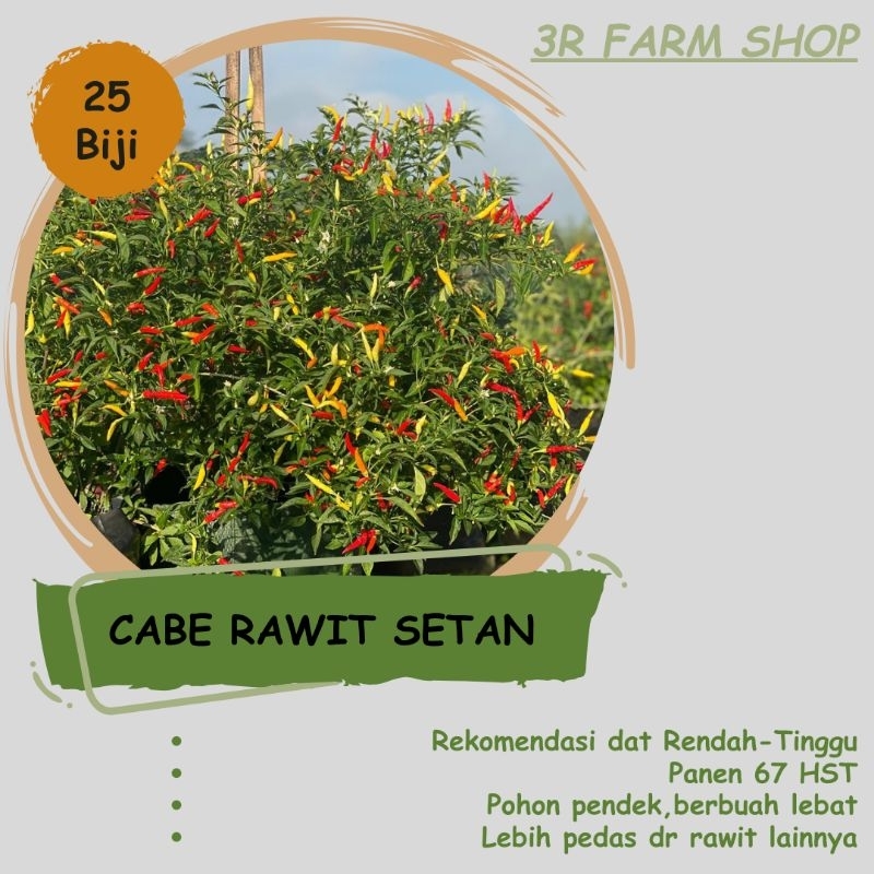 Jual Benih cabe rawit setan Dewata repack 25 biji | Shopee Indonesia