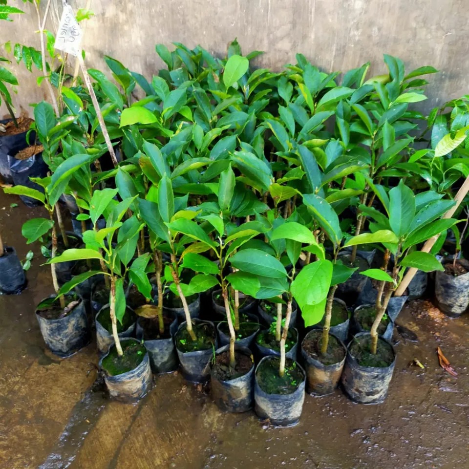 Jual BIBIT BUNGA KANTIL KUNING OKULASI TANAMAN HIAS | Shopee Indonesia