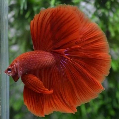 Jual Cupang Hm Rosetaile Warna Super Red Ukuran L+ Sudah Full Block ...