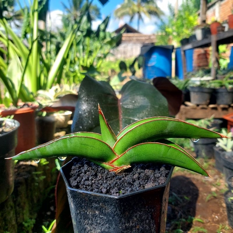 Jual tanaman hias sanseviera ROBUSTA DWARF (large size) sansevieria ...