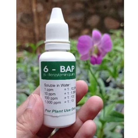Jual Hormon 6 - BAP Benzylaminopurin sitokinin perbanyakan tunas ...