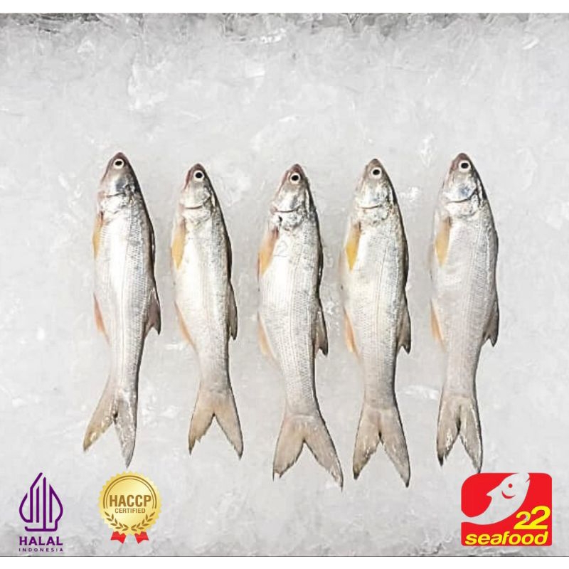 Jual Ikan Senangin 1kg / Seafood 22 | Shopee Indonesia