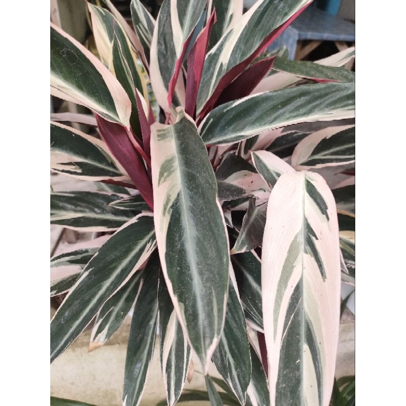 Jual Tanaman Calathea Tricolor(Merah Putih) | Shopee Indonesia