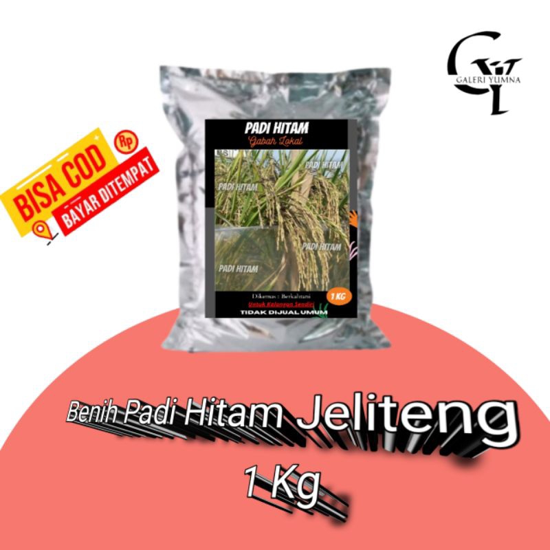 Jual Benih Padi Hitam Jaliteng / Beras Hitam 1 Kg | Shopee Indonesia