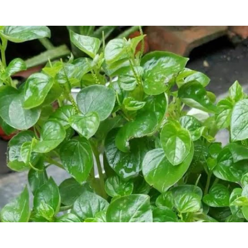 Jual Daun sirih cina daun suruhan daun ketumpang air 500 gram | Shopee ...