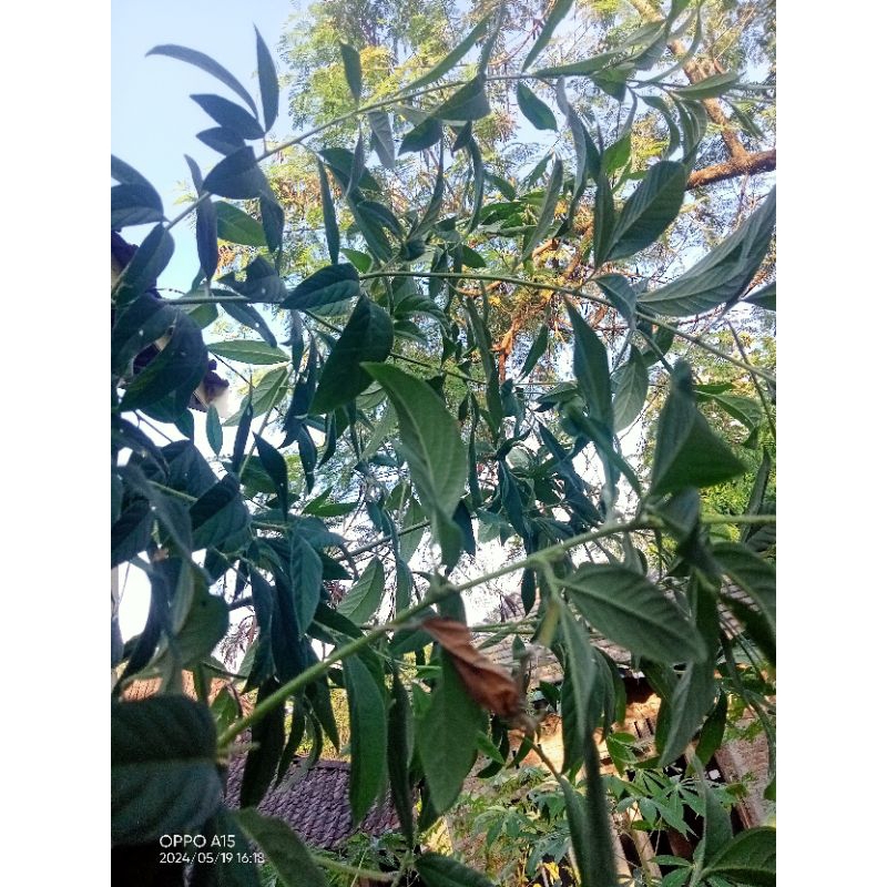 Jual daun kacang gude/udis segar buat penyakit kuning 200gram | Shopee ...