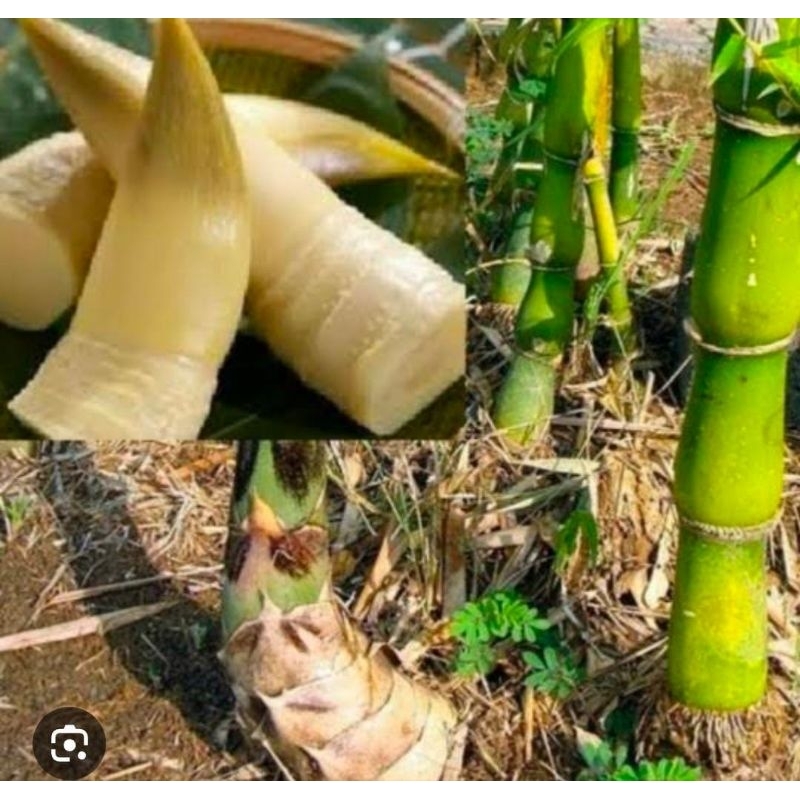 Jual Bung Rebung Bambu Ampel Muda 1 Kg Segar Obat Herbal Sayur Murah ...