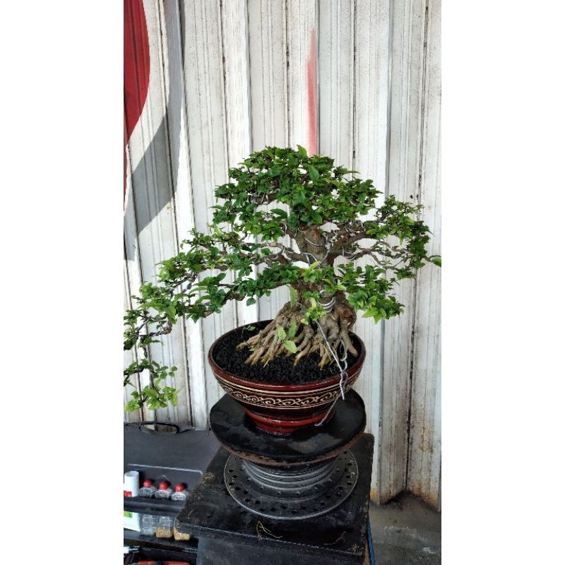 Jual Bonsai Anting Putri Anting Putri Bonsai Tanaman Hias Shopee Indonesia