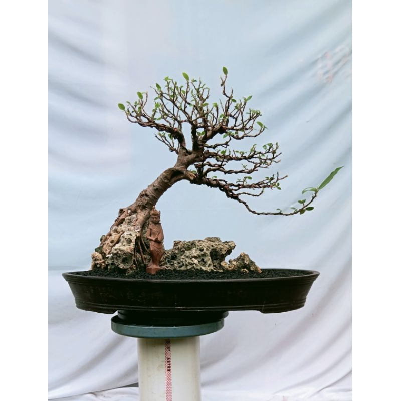 Jual bonsai pohon loa/ficus racemosa | Shopee Indonesia