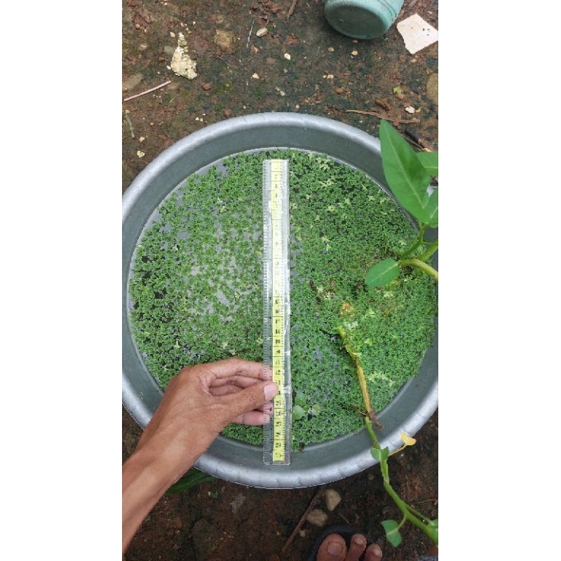 Jual Azolla (tumbuhan air terApung / pakis air) ORGANIK STERIL (PAKAN ...