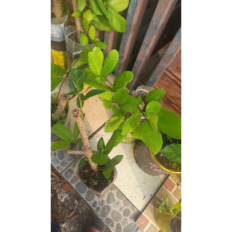 Jual ficus retusa / ara jejawi | Shopee Indonesia