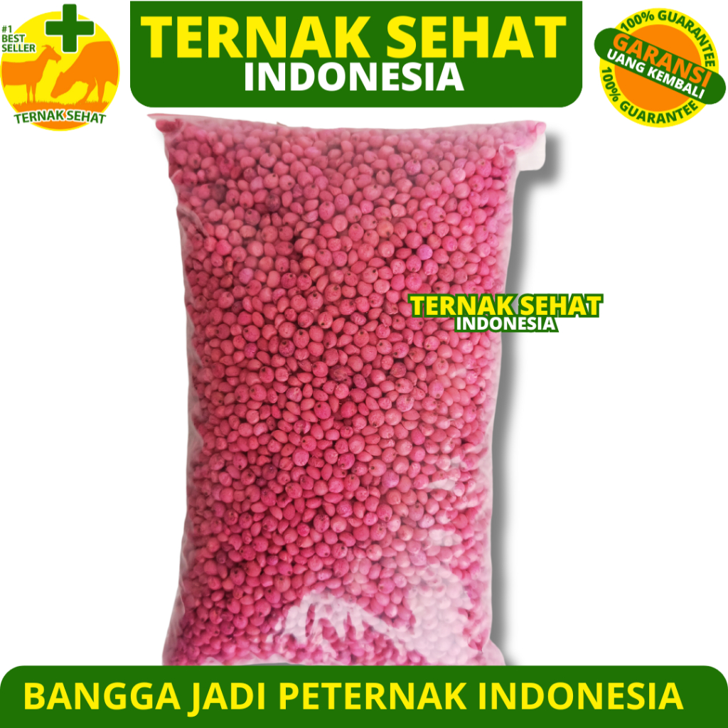 Jual SORGUM BIOGUMA TIPE 2 - Benih sorgum - Bibit Sorgum - Bibit ...