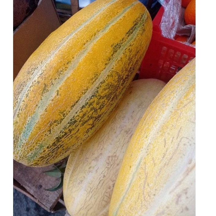 Jual Buah Timun mas super | Shopee Indonesia