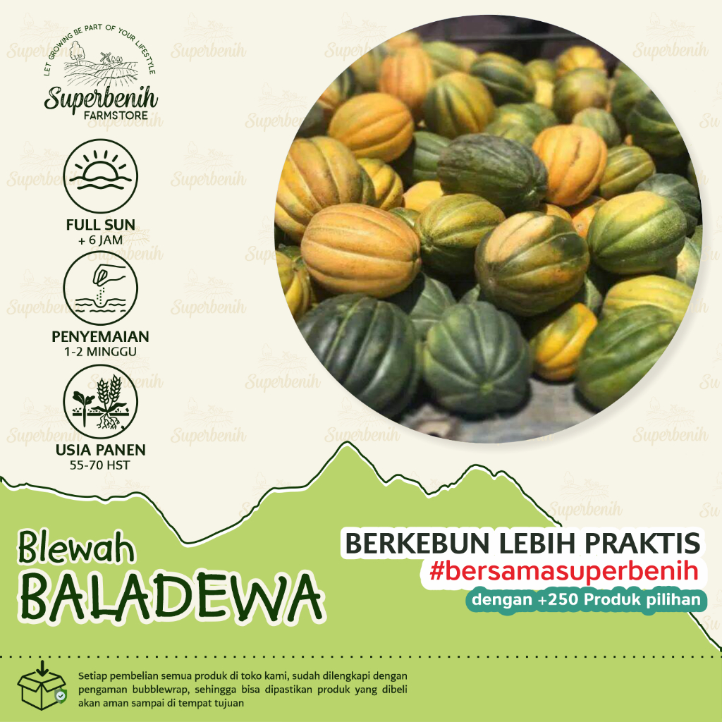 Jual 15 Biji - Benih Blewah BALADEWA atau Garbis | Shopee Indonesia