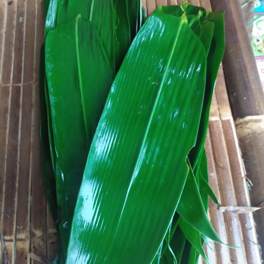 Jual Daun bambu jumbo segar per lembar/helai untuk bungkus bakcang ...