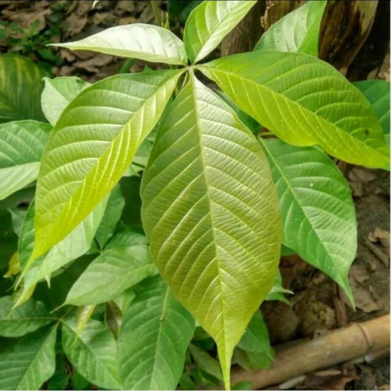 Jual Bibit Tanaman Pohon Kayu Laban Leben Vitex Pinnata 30-60 cm ter ...