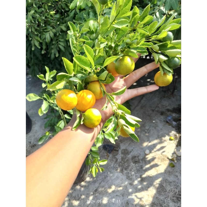 Jual pohon jeruk Santang madu oren | Shopee Indonesia