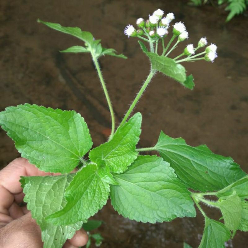 Jual daun bandotan 500gram | Shopee Indonesia