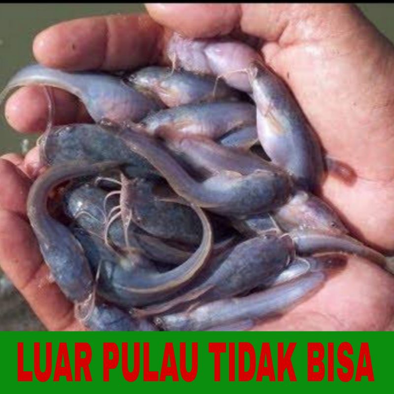 Jual bibit benih lele isi 50 dumbo uk4-5cm bonus pakan (PROMO) | Shopee ...