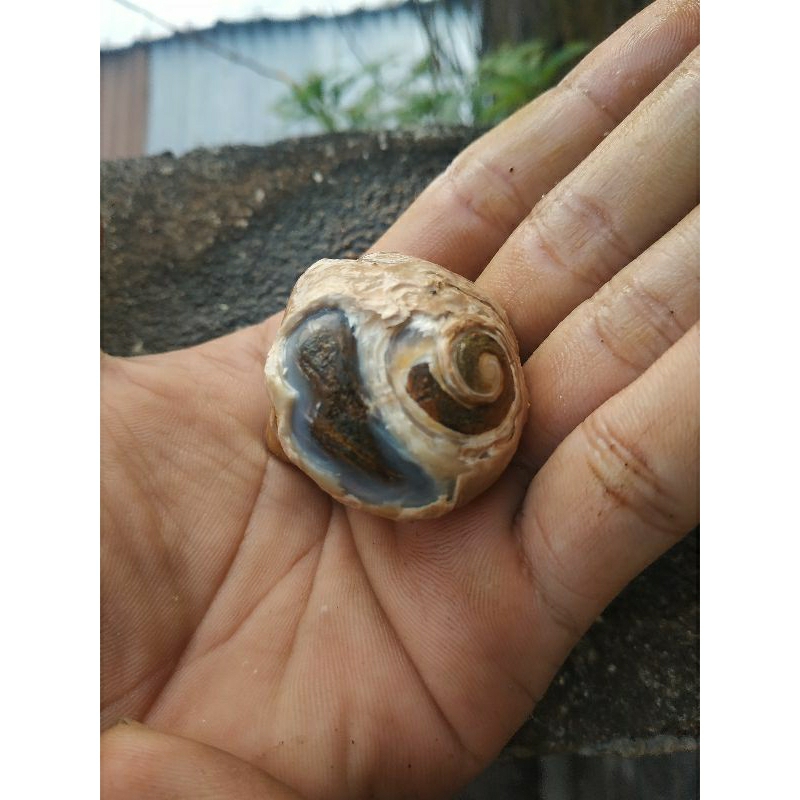 Jual batu posil antik asli alam temuan saat bolang | Shopee Indonesia
