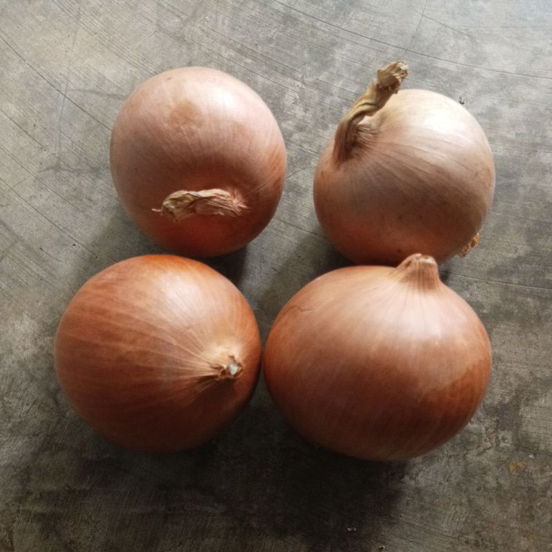 Jual Bombay ( besar ) 1 kg | Shopee Indonesia