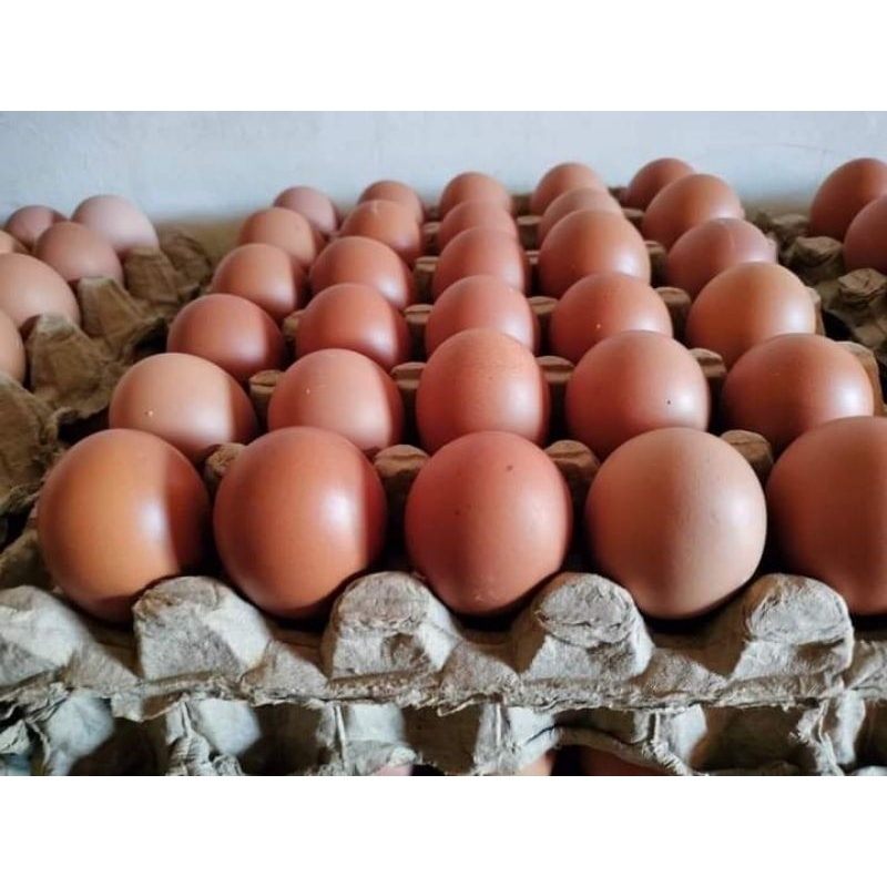 Jual Telur ayam telor omega 1 tray isi 30 butir / telur omega per tray ...