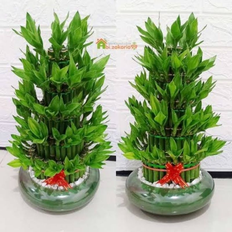 Jual Tanaman Bambu Hokky hoki hias sudah tumbuh tunas dan akar | Shopee ...
