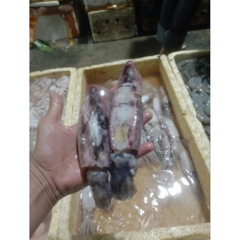 Jual cumi kondom segar cumi besar fresh 1kg | Shopee Indonesia