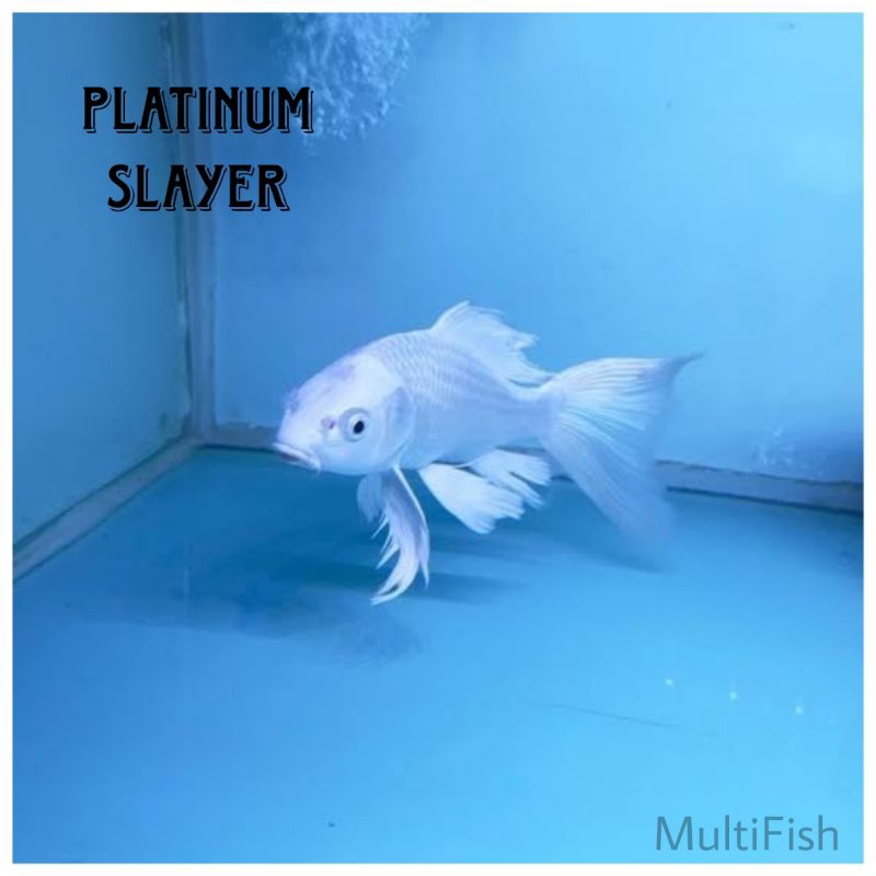 Jual Koi Platinum Slayer Ukuran 8-10cm | Shopee Indonesia