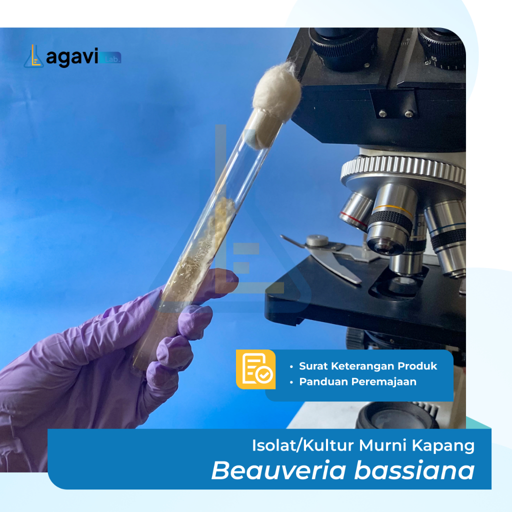 Jual Isolat/Kultur Murni Kapang Beauveria bassiana | Shopee Indonesia