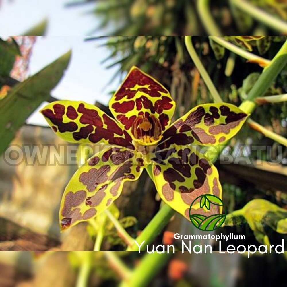 Jual Anggrek Gramma YUAN NAN LEOPARD Kondisi Remaja Grammatophyllum ...